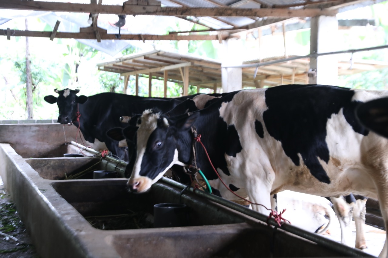 Training Budidaya Sapi Perah bagi Penyuluh Peternakan Tahun 2023 | TMI ...